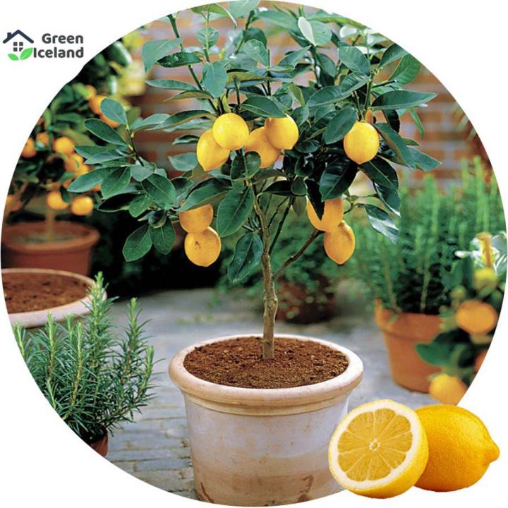 Organic Dwarf Lemon Tree Seeds - 10 Pcs Seeds | Daraz.com.bd