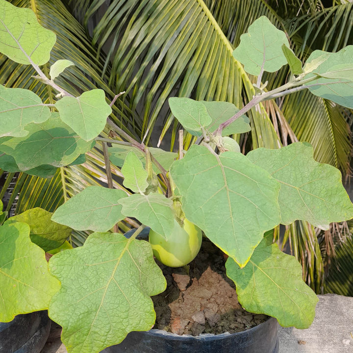 Hybrid Tal Begun / Gol Begun-30 Seeds | Daraz.com.bd