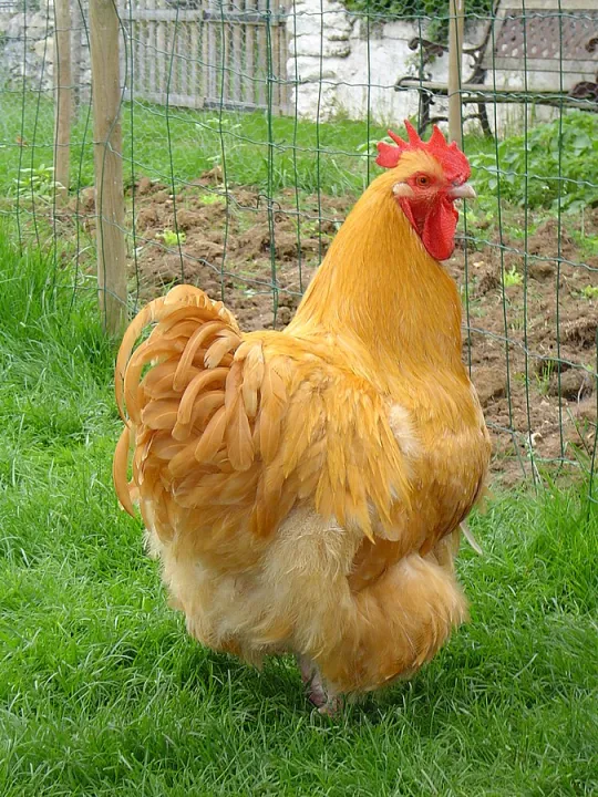 Nourish Layer Layer 1 Poultry Feed 500GM | Daraz.com.bd