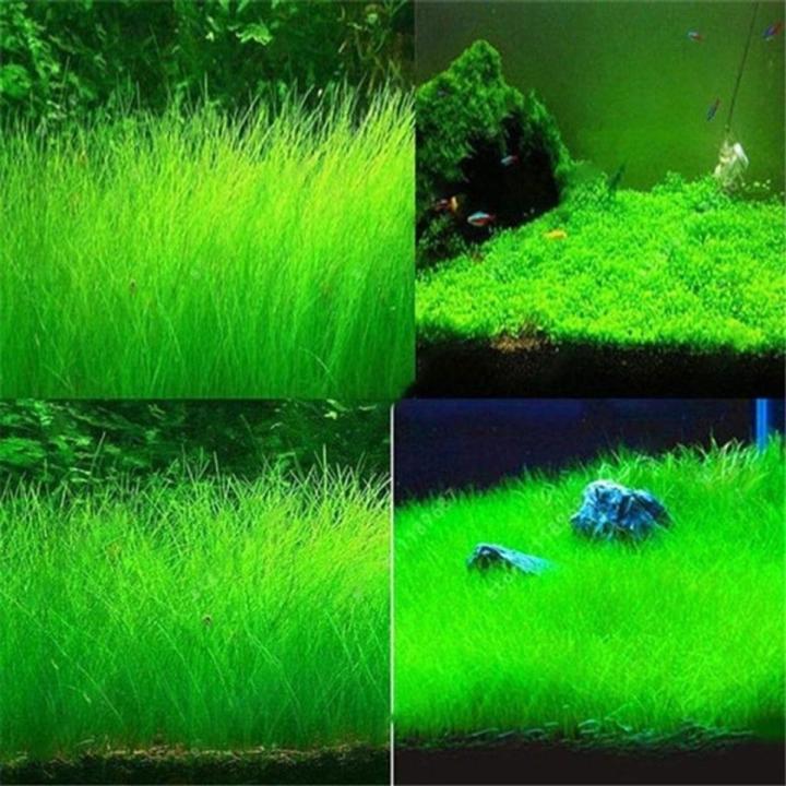 200 Pcs Aquarium Grass seeds - 200 Seeds | Daraz.com.bd