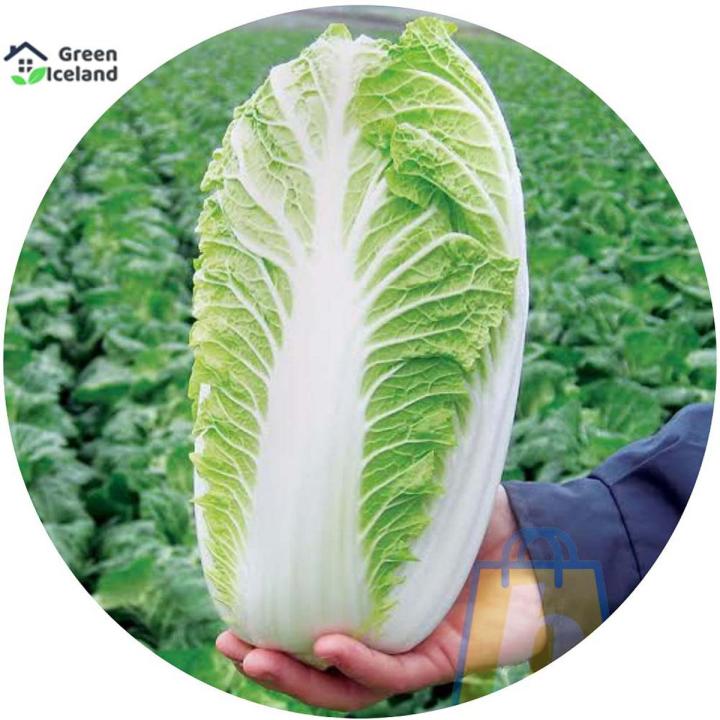 20 Pcs Organic Cabbage Seeds (??????? ???) | Daraz.com.bd