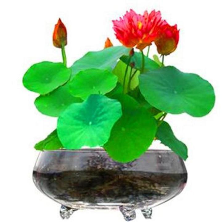 5Pcs Red beautiful Lotus bonsai hydroponics aquatic lotus bonsai Seeds ...