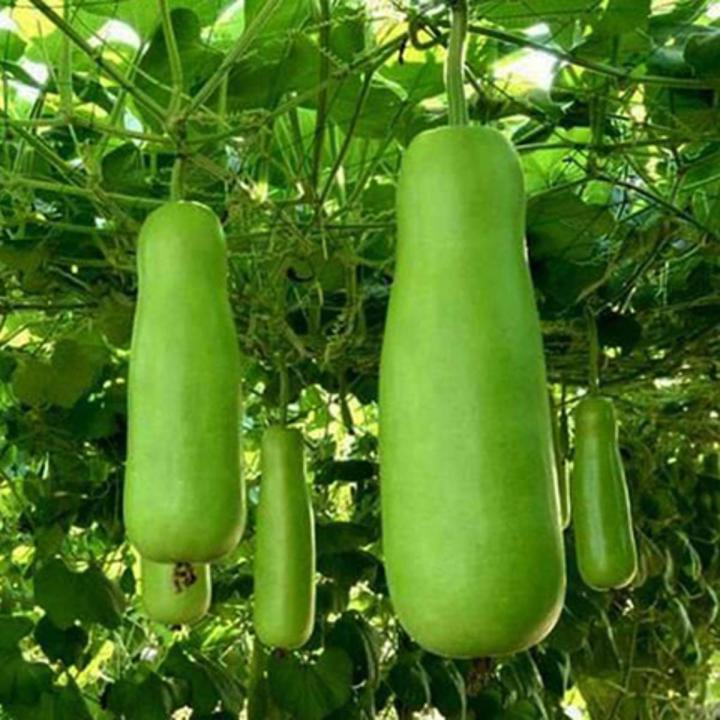 Hybrid Long Green Bottle Gourd Seeds - 10 pcs | Daraz.com.bd