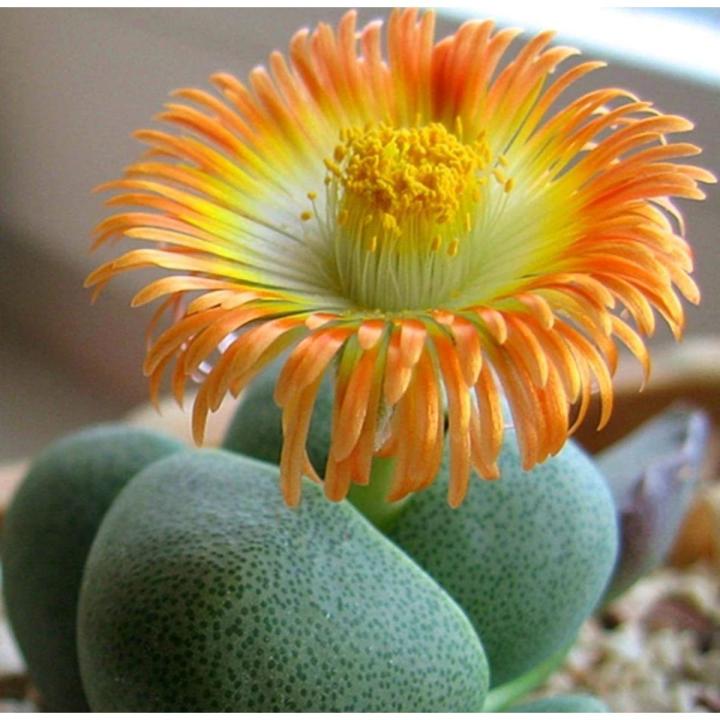 Colorful Lithops Seeds for Plants, Pseudotruncatella ( D-49 ) - 10 pcs ...