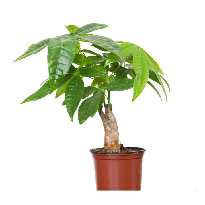 Pachira Macrocarpa True Bonsai Tree Pachira Money Tree for Home Garden ...