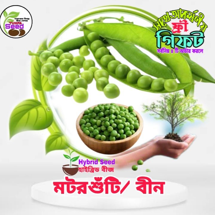 Hybrid bean/motorshuti Seed 10 Pcs | Daraz.com.bd