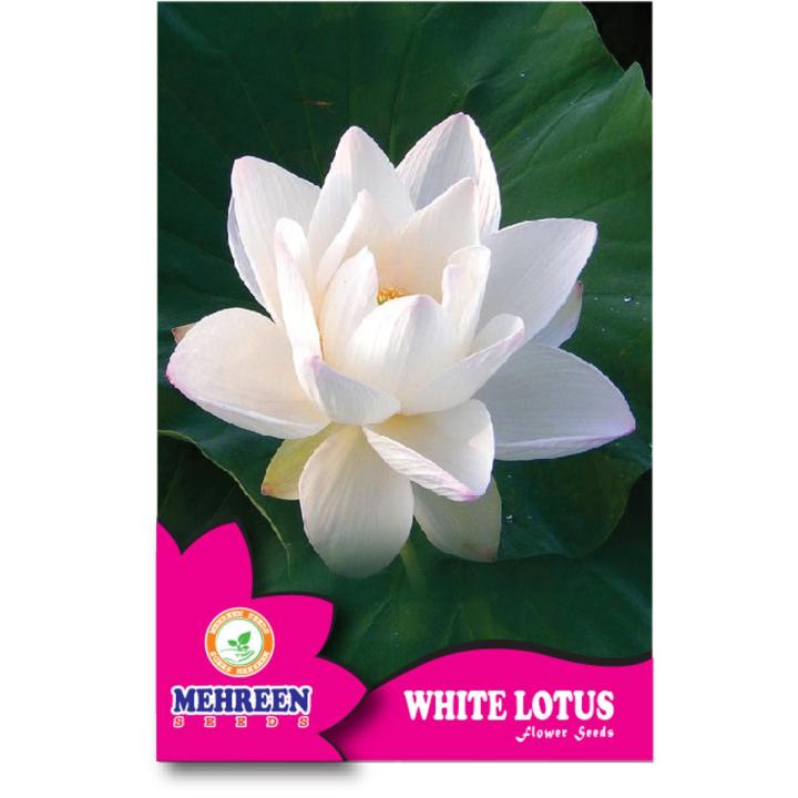 WHITE LOTUS FLOWER SEEDS, INTAKE PACKET - 4 SEEDS | Daraz.com.bd