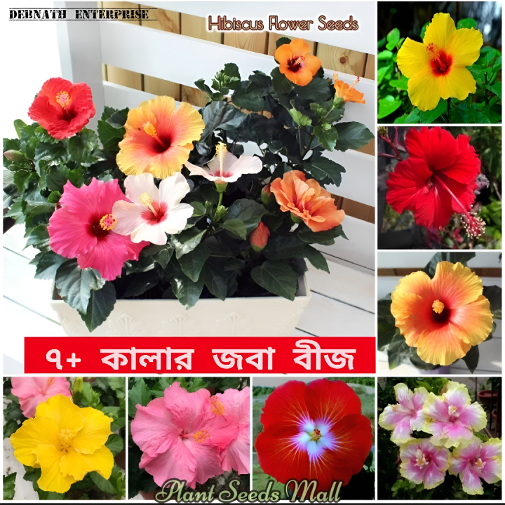 7+ Mixed Light Color Hibiscus Flowers Seeds - 10+Pcs | Daraz.com.bd