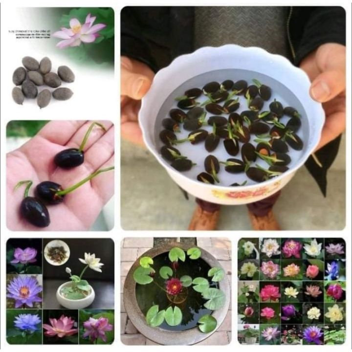 Mini Bowl Micro Lotus Flower Seeds - 5 Pcs Seeds | Daraz.com.bd