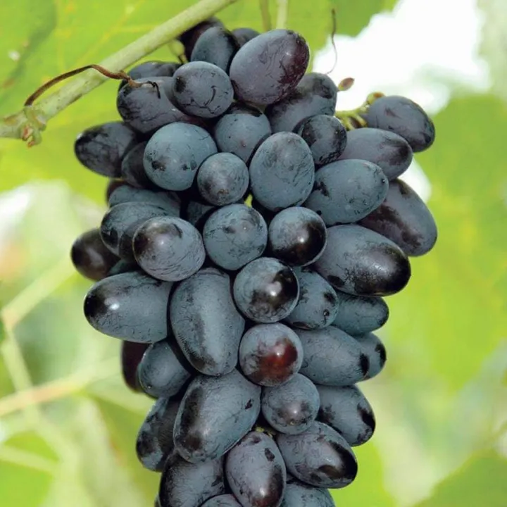 20 Pcs Black Finger Grape America Giant Grape Bonsai Edible Succulent Fruit Tree Perennial ...
