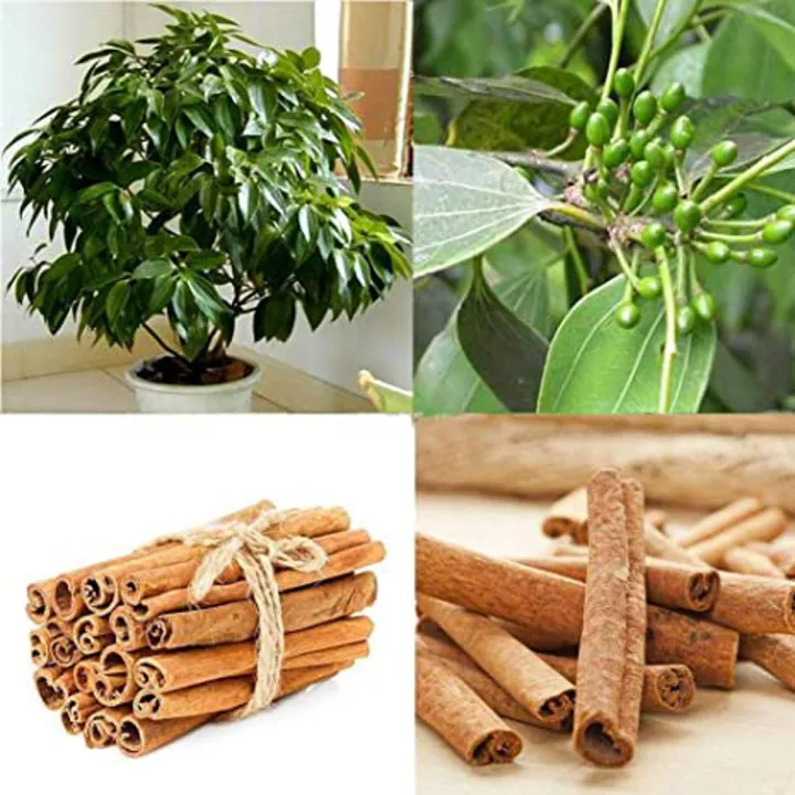 All Season Japanese Radiata Flower Seeds - 30 Pcs Seeds | Daraz.com.bd