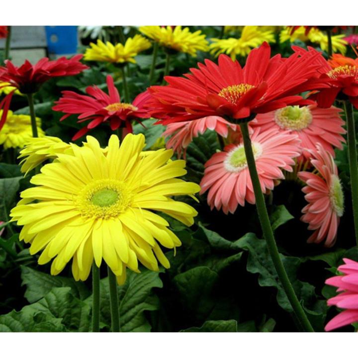 Natural Japanese Daisy Flower Hybrids Mixed Seeds - 10 Pcs Seeds ...
