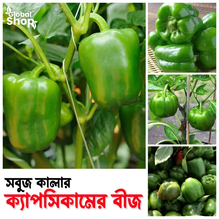 Hybrid Green Color Capsicum Seeds 22pics + Gift | Daraz.com.bd