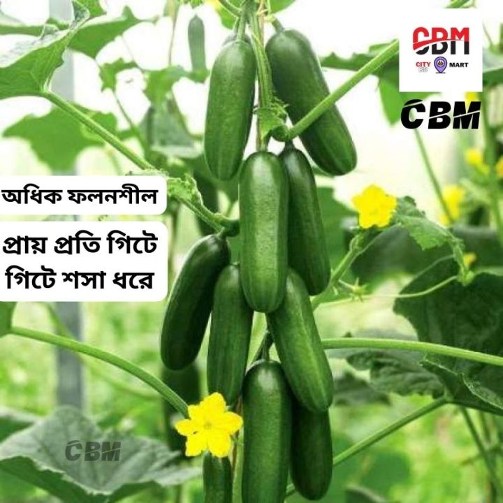 Vietnam hybrid Cucumber Seed 20 Pcs - শাসার বীজ | Daraz.com.bd