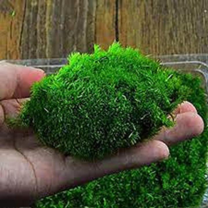 Micro Landscap Moss Plants Seeds 50 pcs (Global Seeds) | Daraz.com.bd