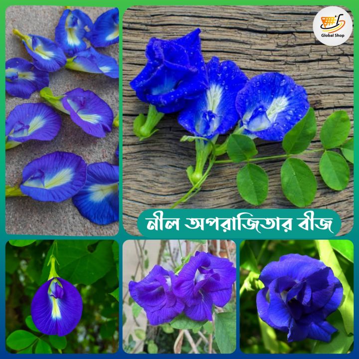 10 Pis Blue Oporajita Flowers Seeds (double petal) + Gift | Daraz.com.bd
