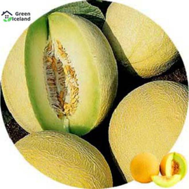 All Season Dwarf Mini Sweet Melon Seeds - 5 Pcs Seeds | Daraz.com.bd