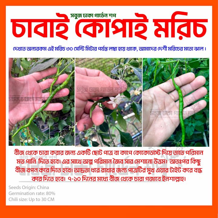 Cabe Kopay Chili Seeds 10pcs Re-Pack (China) Seeds 三世武士情侶頭像 | Daraz.com.bd