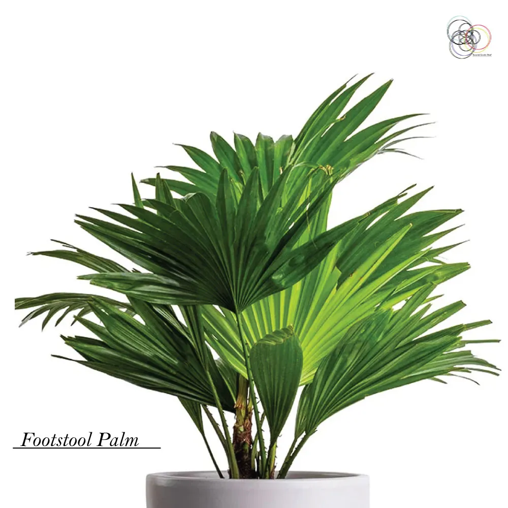 Footstool Palm Tree -With Tob (Livistona Rotundifolia) /Indoor ...