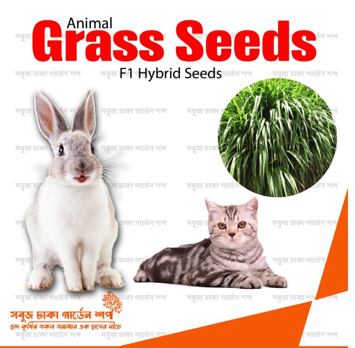 Grass Seeds for Cat & Rabbit 1gm Re-Pack | Daraz.com.bd