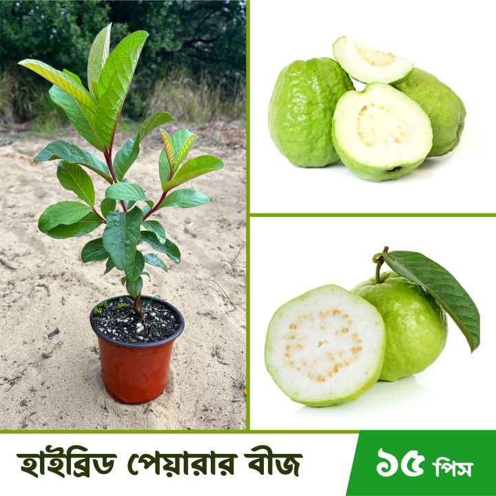 All Season Guava Seeds (Peyara bij) - 15 Pcs Seeds | Daraz.com.bd