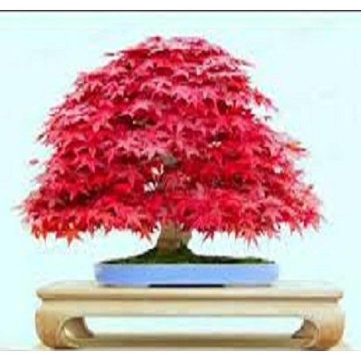 Canada Mini Red Maple Bonsai Garden Diy Bonsai Maple Tree-20 Pcs Seeds ...