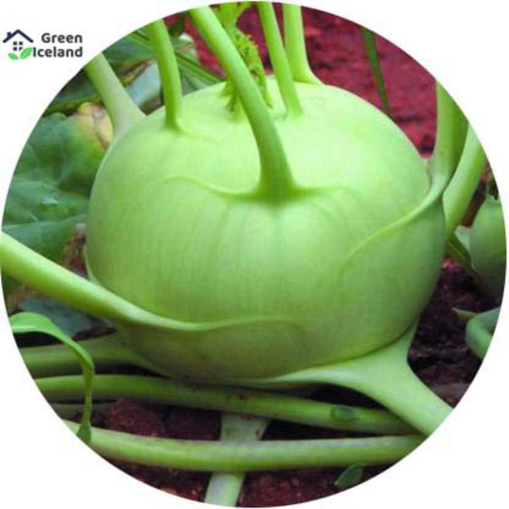 Kohlrabi Vegetables Seeds(ওলকপি বীজ) - 20+ Pcs Seeds | Daraz.com.bd