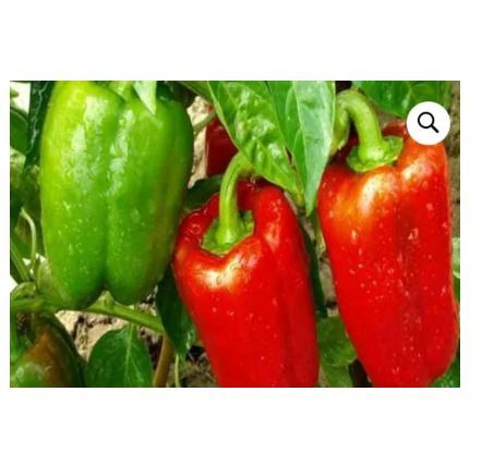 Capsicum Green Chile Seed 15 Pcs | Daraz.com.bd