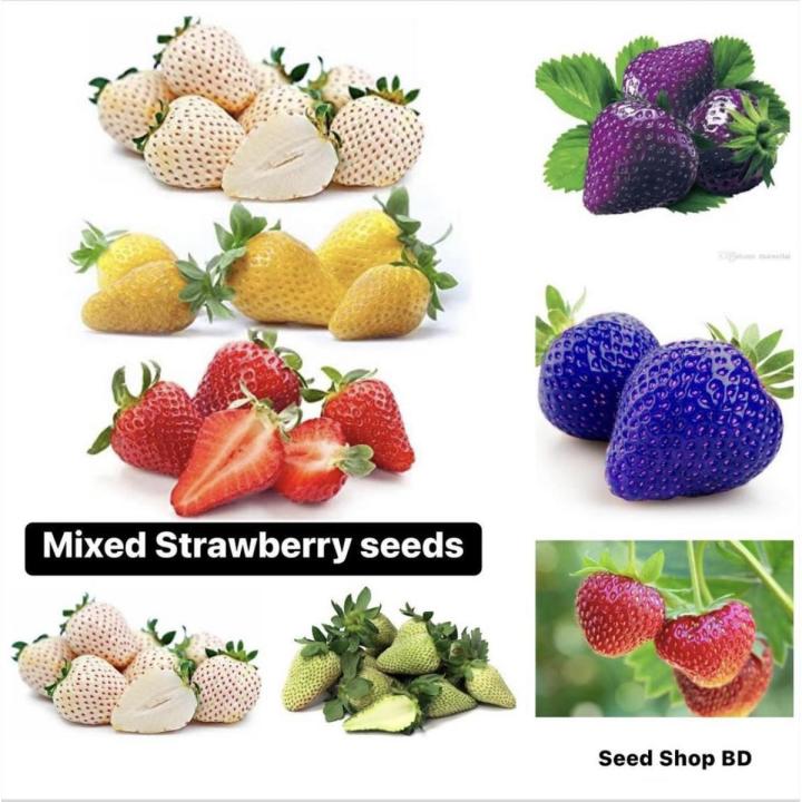 MIXED White,Yellow,Red,purple Color Strawberry Seeds -30pcs | Daraz.com.bd