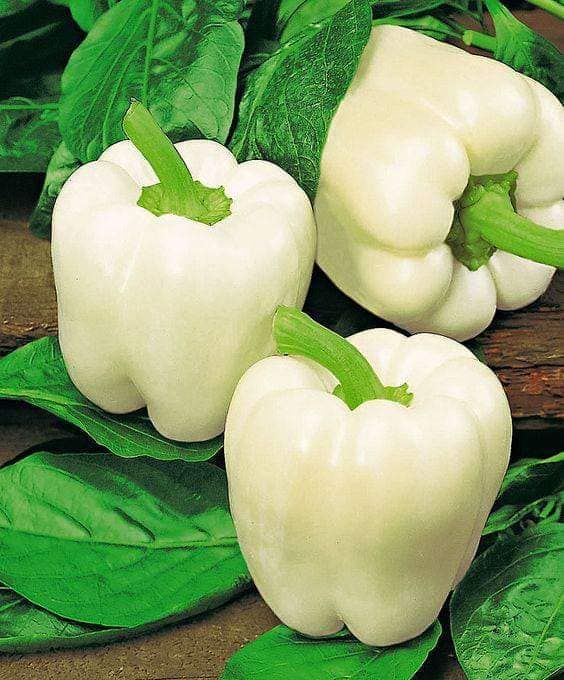 White Capsicum Seeds 15 Pcs | Daraz.com.bd