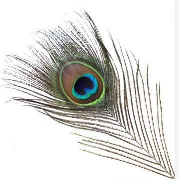Natural Peacock Feathers BIg Size (No Cutting)- Moyur Palak 10 Pcs ...