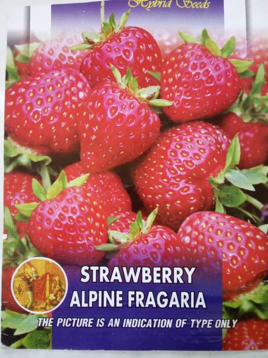 F-1 Hybrid Indian Strawberry seeds intact packet, (70/80 seeds in ...