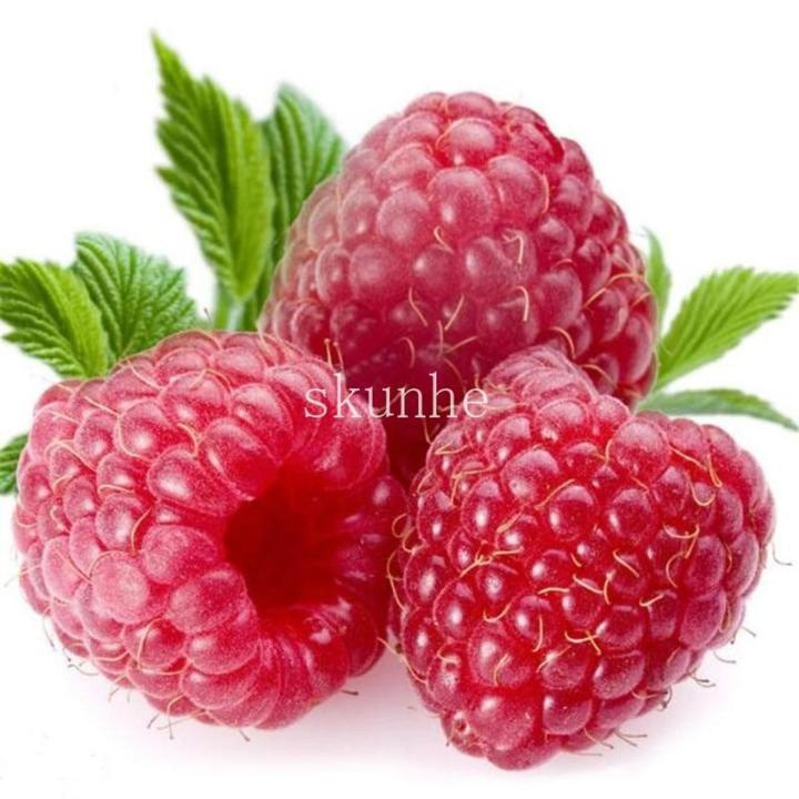 30 Pcs Giant Red Raspberry Seeds Bd