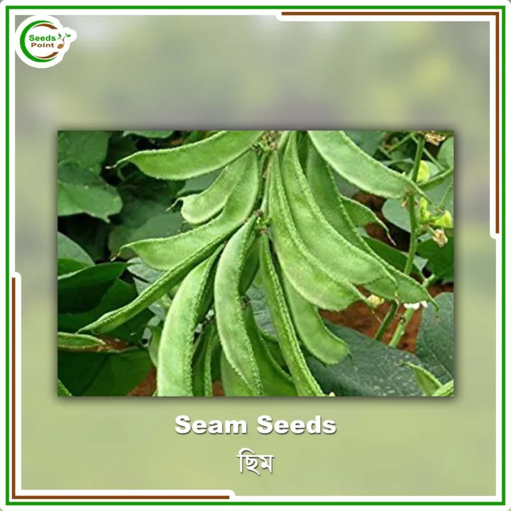 Seam Seed (Re-Packet) - 20 Seeds | Daraz.com.bd