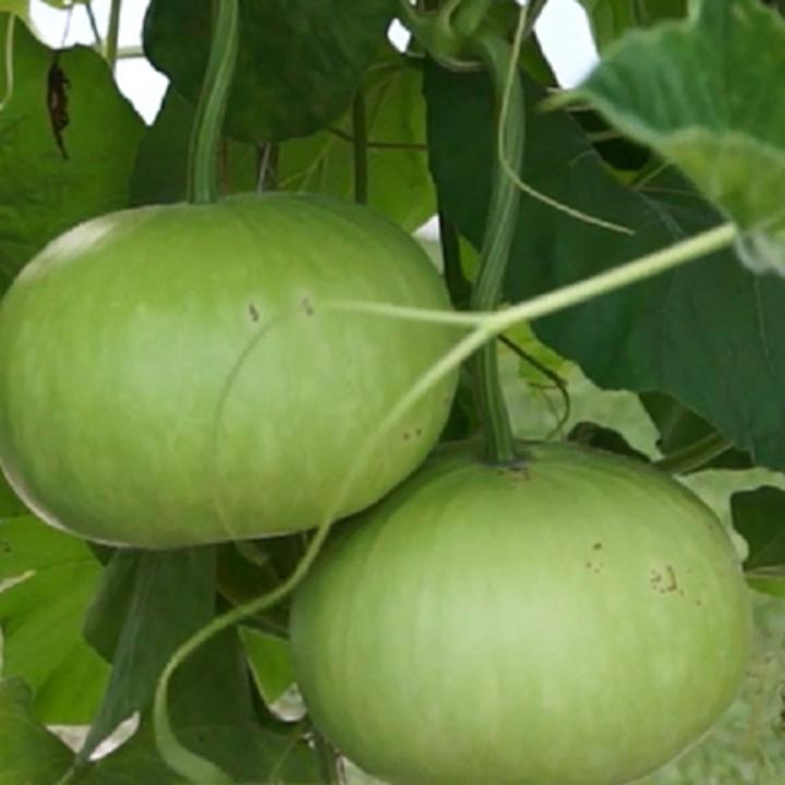 Green Round Gourd Seeds - 05 Pieces | Daraz.com.bd
