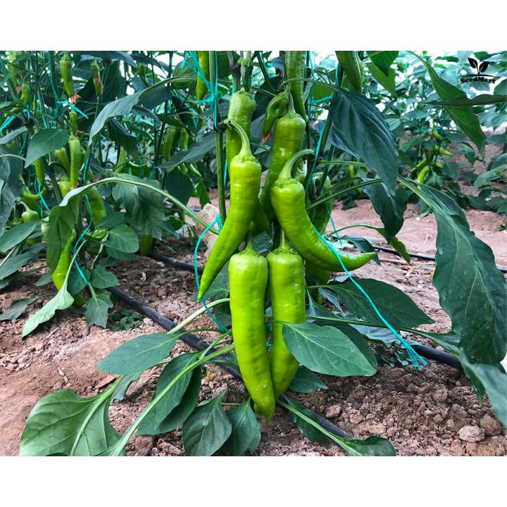 Hybrid Big Hron moric seed 22 pice + gift | Daraz.com.bd