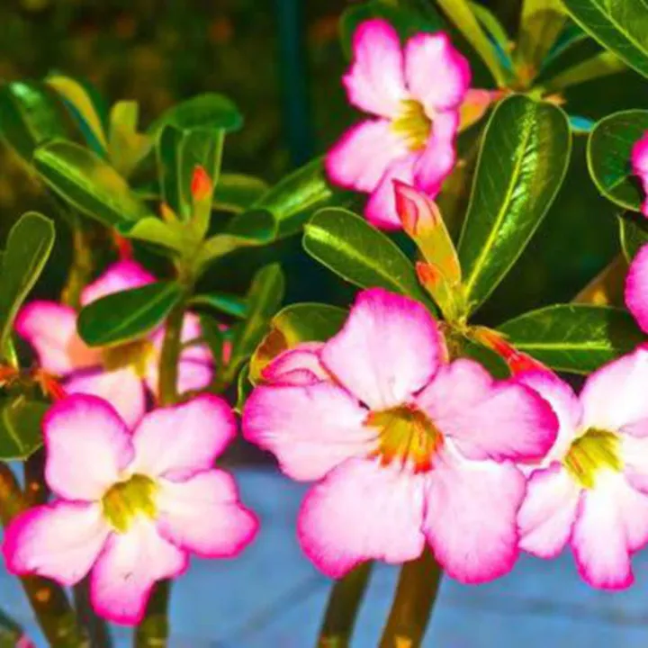 Adenium Seeds (Single Petal) 7 Pis Color Fixed | Daraz.com.bd