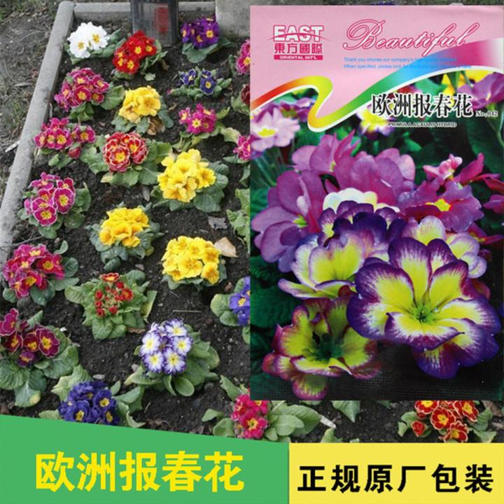 Primrose Flower Seeds Intek Packet- 20pcs (প্রিমরোজ ফুল বীজ- ২০পিচ ...