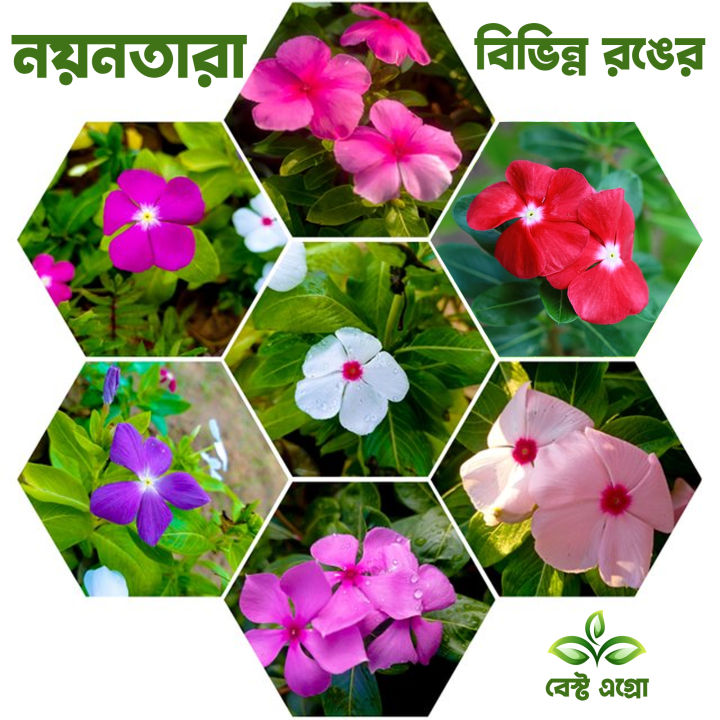 Nifty Niche - Nayantara flower seeds 15 pcs. Multycolour flower / fuler ...