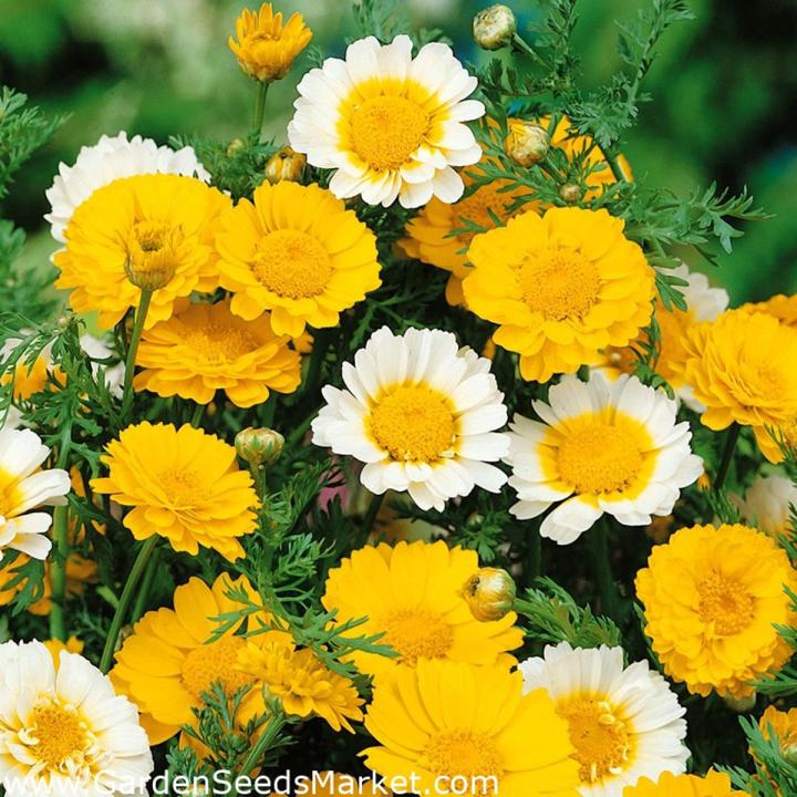 Crown daisy winter flower seeds in 20 seeds | Daraz.com.bd
