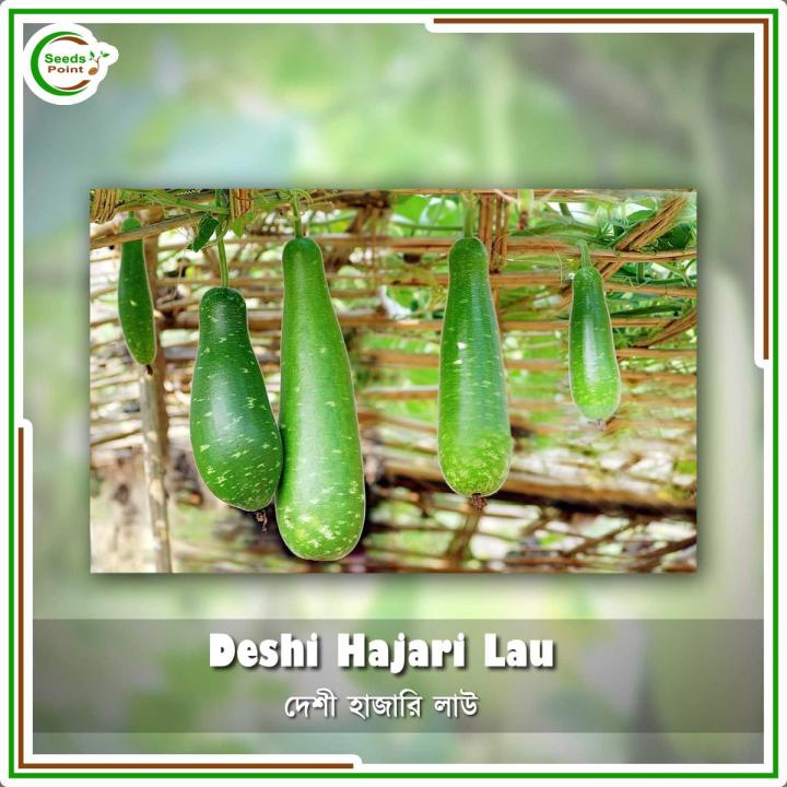 Deshi Hajari Lau Seed / Bottle Gourd - 12 seeds | Daraz.com.bd