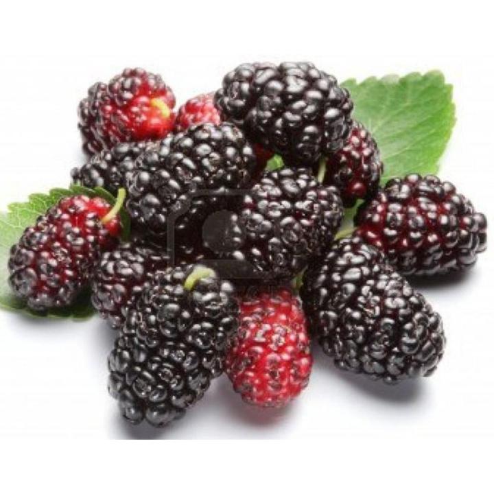 Blackberries fruit Seeds Imported Black mulberry fruit Seeds - 20 pcs ...
