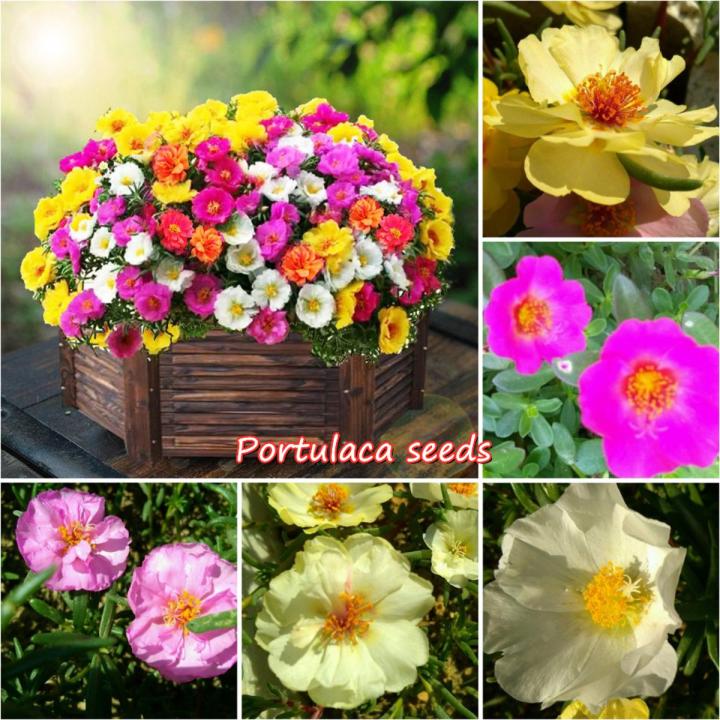 Global mix Portulaca Flower 40pcs Seeds | Daraz.com.bd
