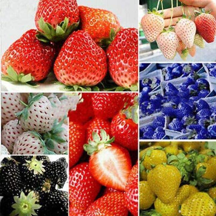 Multicolour Strawberry Seed - 30pcs Seeds | Daraz.com.bd