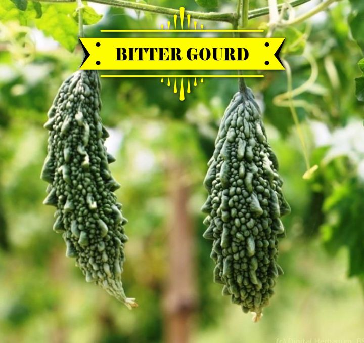 Bitter Gourd (গজ করলা) Seeds - 15 Seeds (Repacked) | Daraz.com.bd