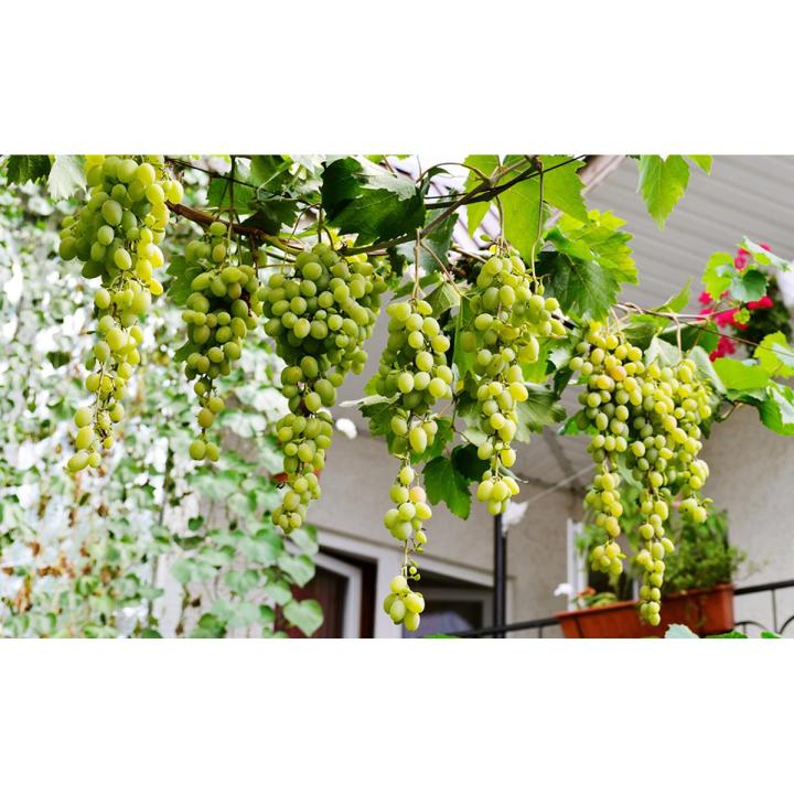 15 Pcs/Pack Climbing Finger Grape Seeds Garden Planting Potted Fruit Green Grapes Seeds ...
