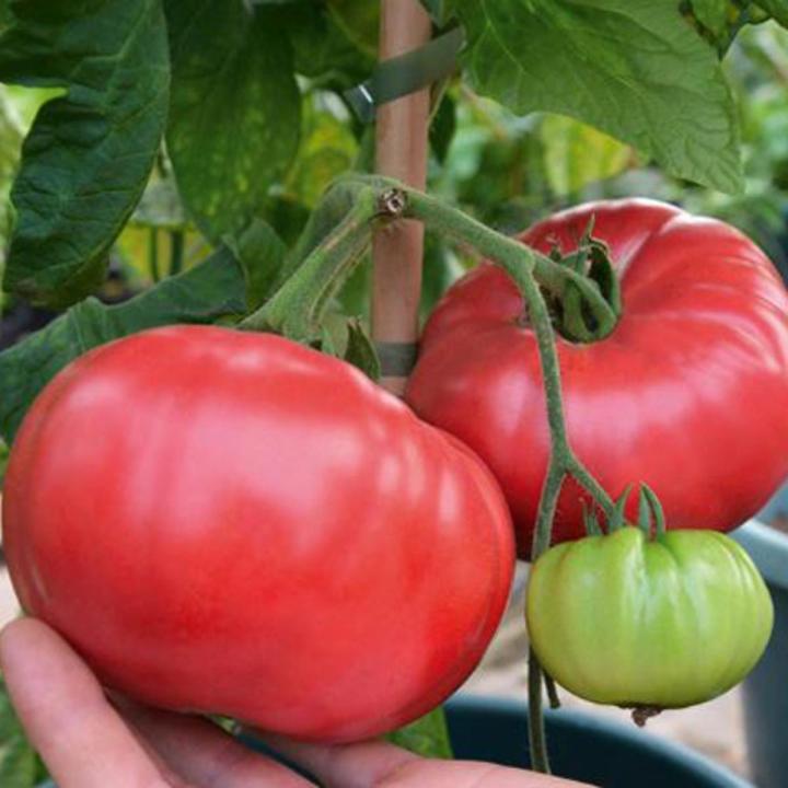 Big Tomato Giant Size Seeds -20 Pieces | Daraz.com.bd