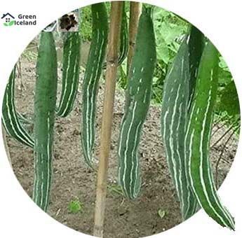 Organic Chichinga/Kushi Seeds (???????) -10 Pcs Seeds | Daraz.com.bd