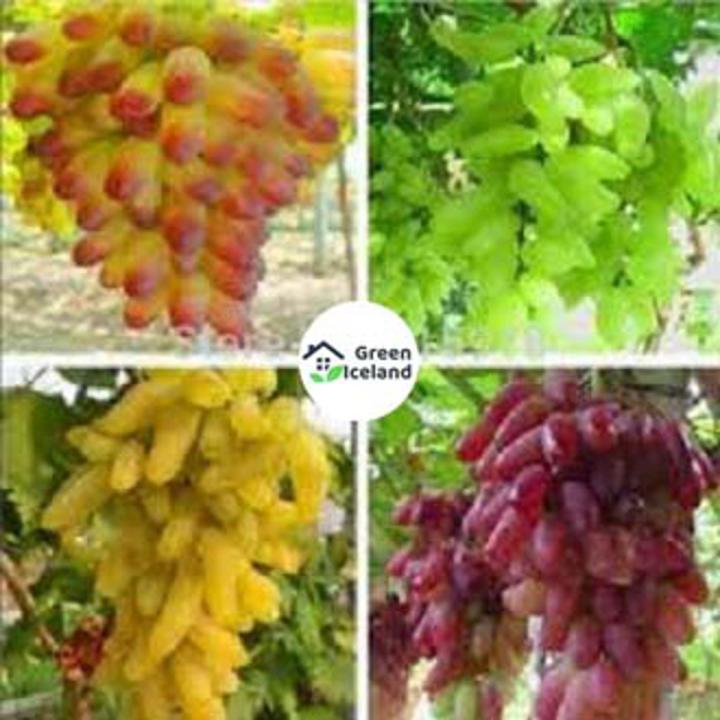 Mixed Grape Seeds ( মিক্স আঙ্গুরের বীজ) -20 Pcs Seeds | Daraz.com.bd