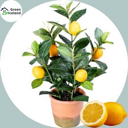 Dwarf Lemon Tree Seeds - 10 Pcs Seeds | Daraz.com.bd